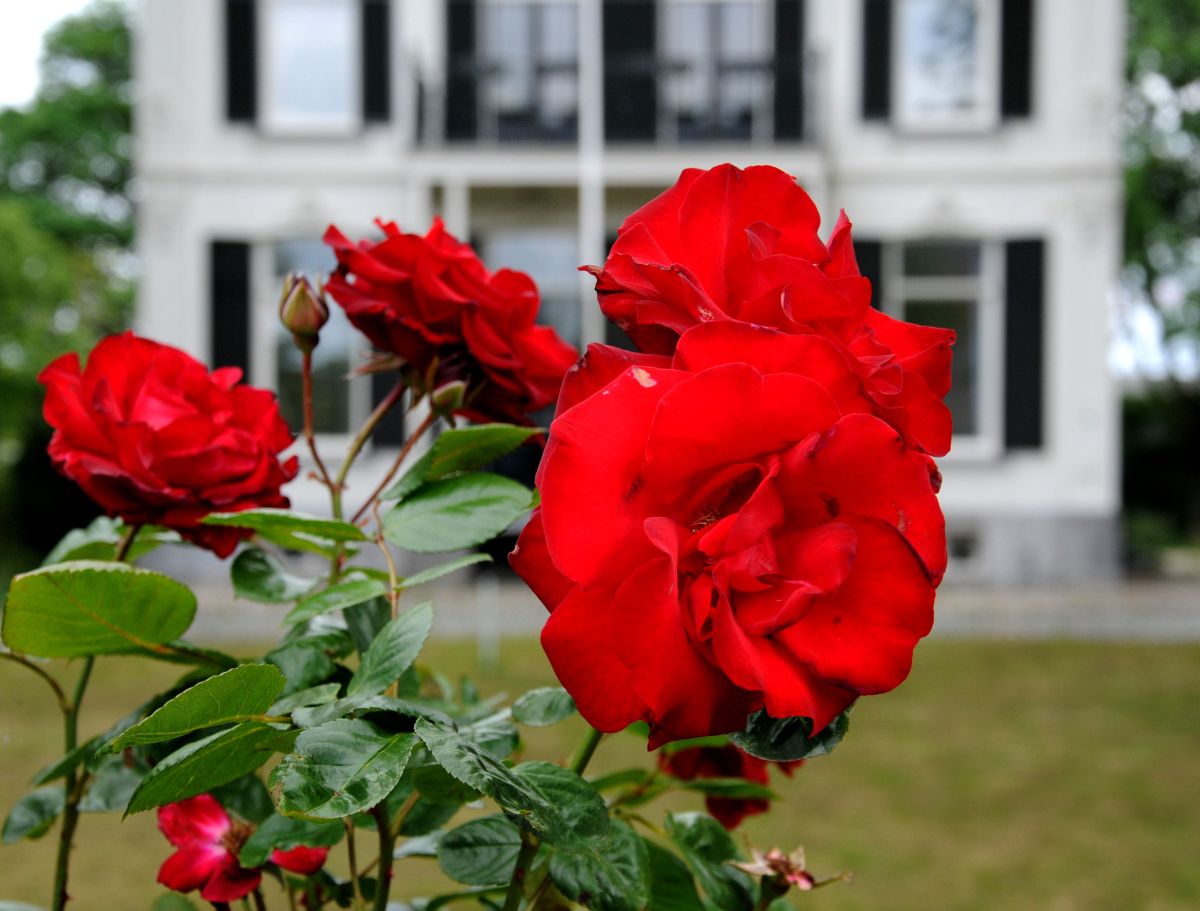 Roos/Rose | Ronald Puma | PhotoBlog Netherlands